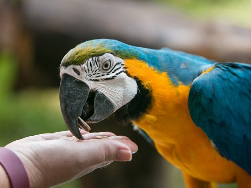 Langkawi Wildlife Park Tickets Book Online - Langkawibook